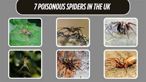7 Poisonous Spiders In The Uk Identification And Bite Risk
