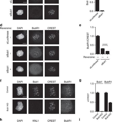 Bub1 Dependent Bubr1bub3 Localization Supports Chromosome Alignment