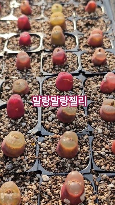 마리다육코노마우가니젤리 Youtube