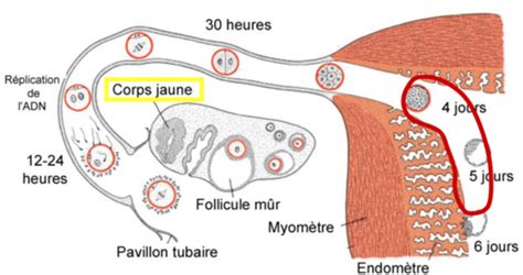 Embryologie Première Semaine Du Développement Embryonnaire