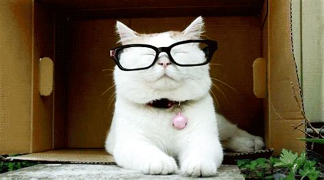 Funny Cat S Animals