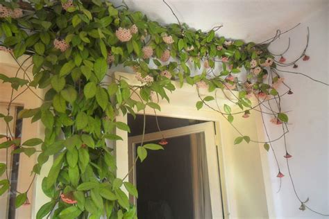 ყვავილოვანი მცენარეები ოთახისთვის საინტერესო ყვავილები ფანჯრის რაფაზე