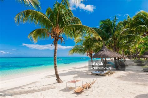 파라다이스 해변에서 의자와 우산 바다와 야자수가 있는 열대 휴일 배너 0명에 대한 스톡 사진 및 기타 이미지 0명 경관 관광 Istock