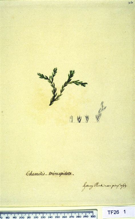 Azorella Lycopodioides Gaudich