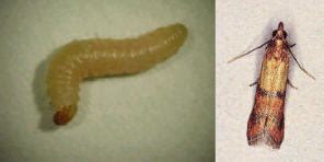 Indian Meal Moth
