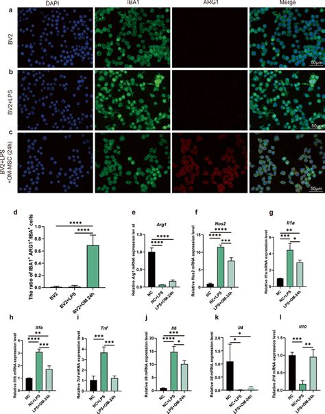 Om Msc Transplantation Ameliorates Inflammation In Bv2 Cells Ac