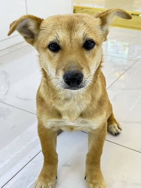 대구강아지무료분양 달서구강아지무료분양 대구하이브리드견무료분양 달서구하이브리드견무료분양 대구 2022 0304 하이브리드견 겨울이 책임분양 강아지입양 고양이입양