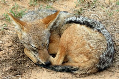 From Crickets To Cremated Remains Strange Amulets Still Found Today