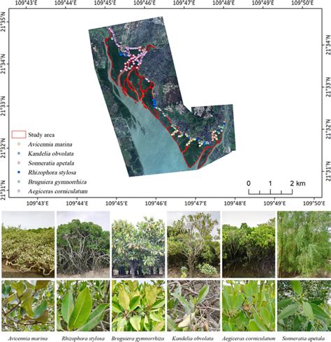 Performance Of Xgboost Ensemble Learning Algorithm For Mangrove Species