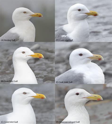 Cook Inlet Gull American Herring X Glaucous Winged Gull Hybrid Identification In Alaska