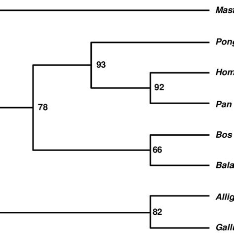 a maximum parsimony tree of eight vertebrate species with bootstrap