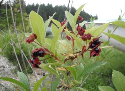 Black Twinberry Lonicera Involucrata Native Plants Pnw