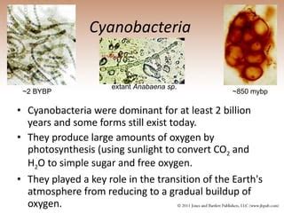 From Single Celled Organism To Kingdoms Ppt