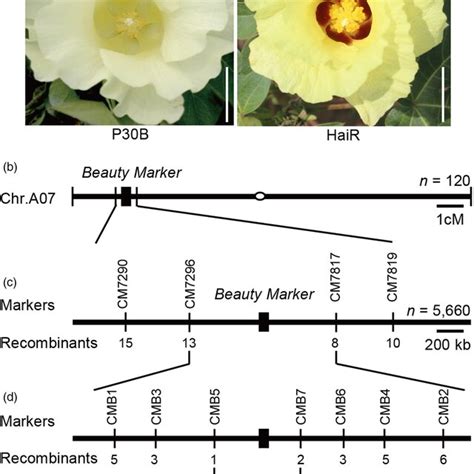 Natural Variations At The Coding Sequence Of Ghbm A Mapping Of