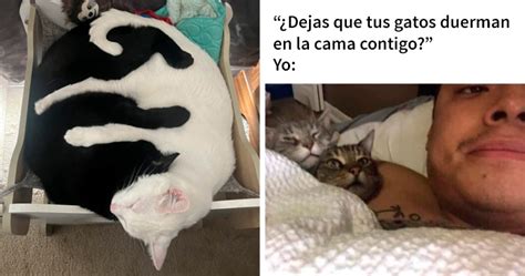 Divertidas Publicaciones De Gatos Que Sus Due Os Ten An Que Compartir Con El Mundo Panda