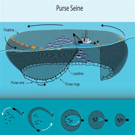 Tuna Cage Nets Purse Seine Fishing - Weihai Huaxing Nets Co Ltd