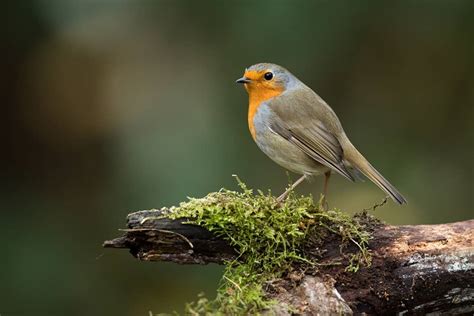 Robin Symbolism 15 Spiritual Meanings Of Robin