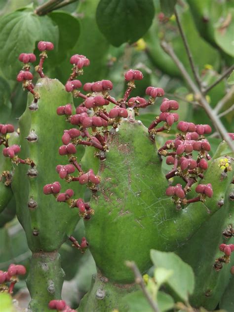 Euphorbia Antiquorum Antique Spurge World Of Succulents Euphorbia
