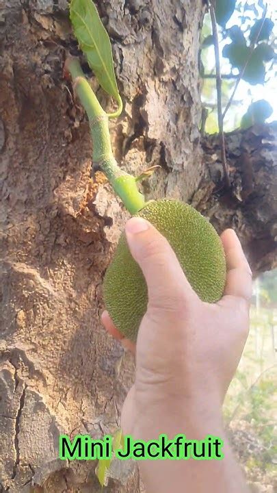 Mini Jackfruit Jackfruit Jackfruits Kathal Fruit Fruits