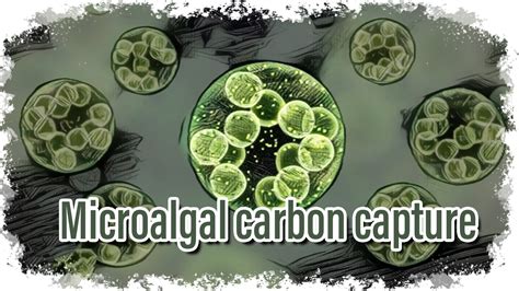 Algae Assisted Carbon Capture Gokulam Seek Ias
