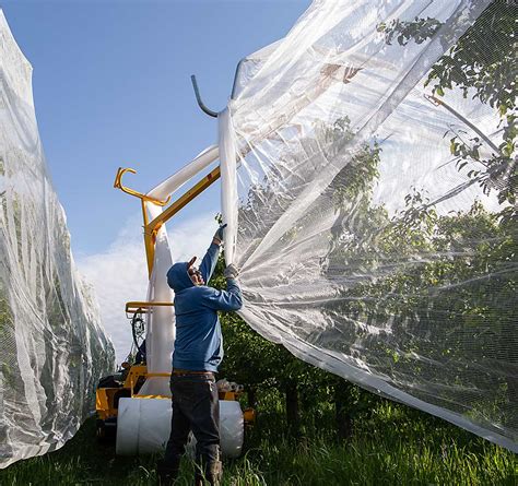 Unstructured Netting Provides A Bug Barrier Video Good Fruit Grower