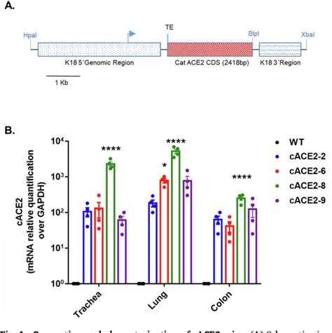 Figure 1 From Susceptibility And Transmissibility Of Sars Cov 2 Variants In Transgenic Mice