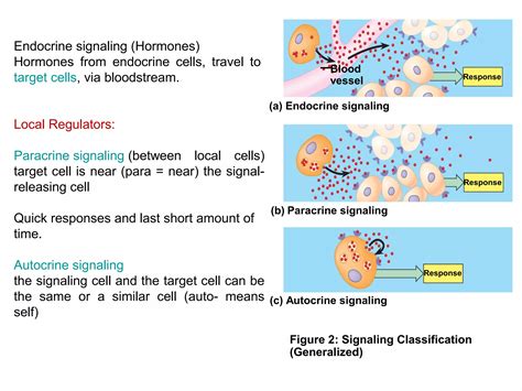 Hormones Ppt