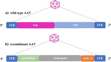 Genome Structure Of A Wild Type Aav And B Recombinant Aav The