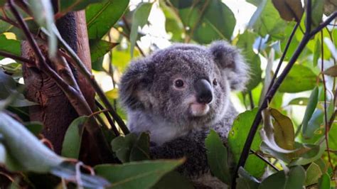 ავსტრალიის მთავრობამ კოალა გადაშენების პირას მყოფი ცხოველების სიაში შეიყვანა გურიის მოამბე