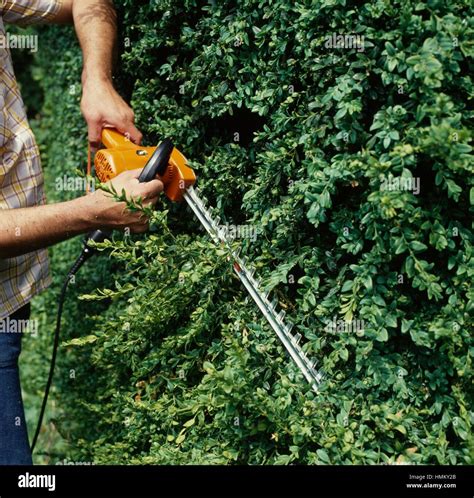 Cutting A Hedge With Electric Hedge Trimmer Stock Photo Alamy