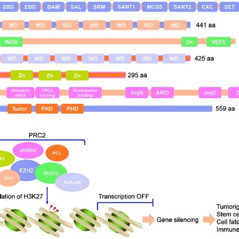 Pdf Structure Of The Prc2 Complex And Application To Drug Discovery