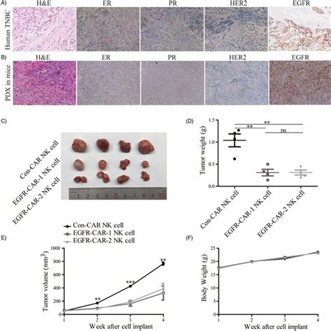 Epidermal Growth Factor Receptor Egfr ‐specific Chimeric Antigen Download Scientific Diagram