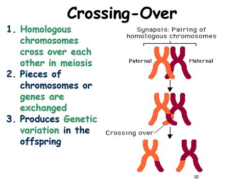 Mitosis Cell Division Ppt Download