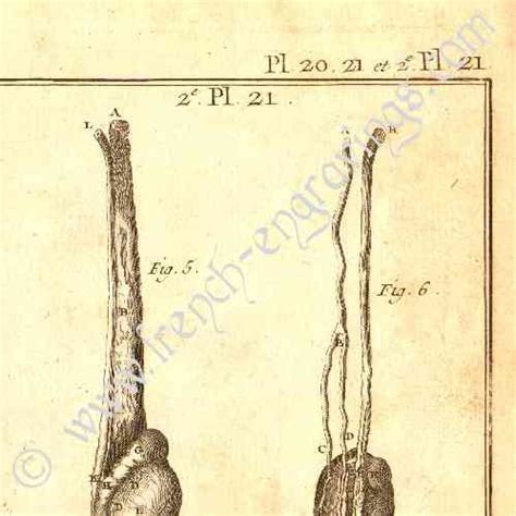 Antique Prints And Drawings Medicine Anatomy 1779 Penis Copper