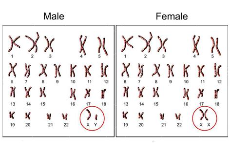 New Research Has Confirmed That The Presence Of Xx Sex Chromosomes