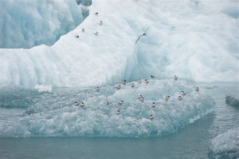 Kull Bilder Durchsuchen 1 481 Archivfotos Vektorgrafiken Und Videos Adobe Stock