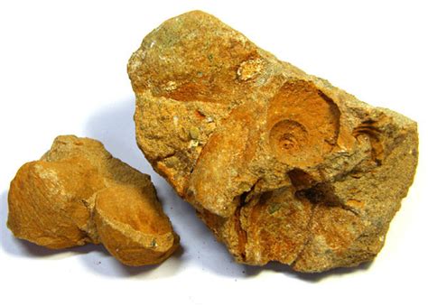 Australian Fossilised Shell 317 Grams Ff25