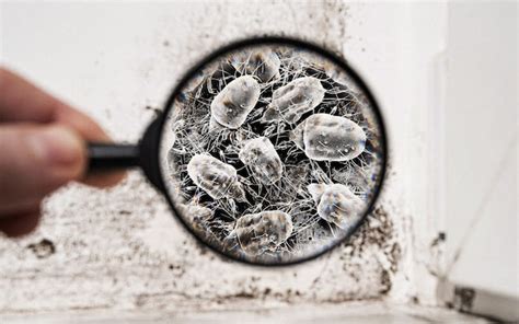 How To Tell If You Have Mould Mites In Your Home And Get Rid Of Them