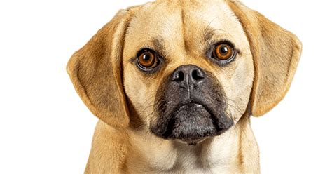 Puggle pup kopen? | Bazoeki