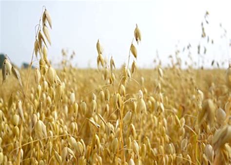 The Ultimate Guide To Growing A Healthy Oat Crop With Grass Seed
