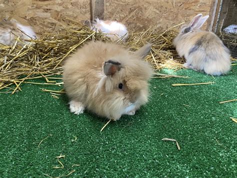 Iepuri Pitici Cap De Leu Cocorastii Colt • Olx Ro