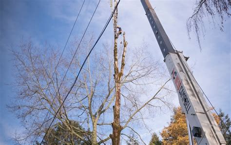 Tree Preservation And Tree Care Services In The Vancouver WA Area