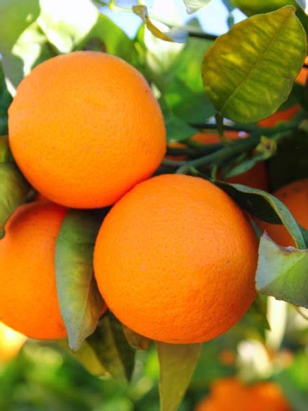 شجرة برتقال مقزمة عليها الثمار للزراعة في البلكونات والحدائق وعلى أسطح