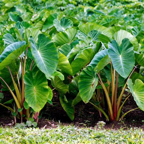 Taro Leaf Red Stem Mon Raman Farm