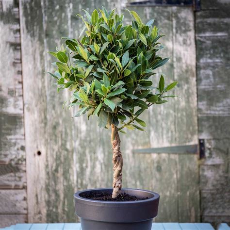 Bay Double Twisted Stem Tree Dobies
