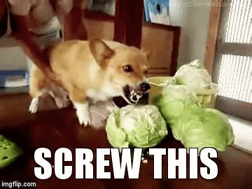 Screw It Imgflip