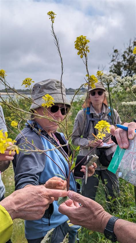 Bsbi News And Views Bsbi Summer Meeting Fabulous Botanising That Youll