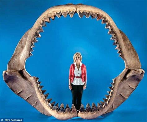 Fossil Friday C Megalodon The True Jaws