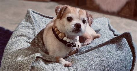 Canines Are Special And There Are A Ton Of National Holidays To Prove