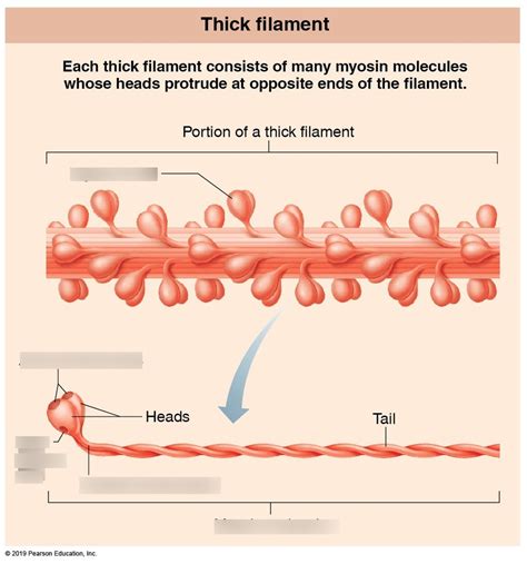 Thick Filament Anatomy Diagram Quizlet